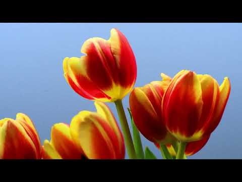 Red and Yellow Tulips   Flowers 4K Free Stock Video