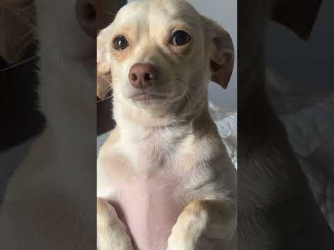 Sad Dog Makes It Hard to Say Goodbye.