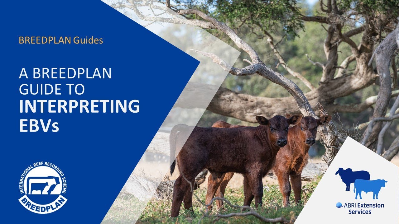 A BREEDPLAN Guide to Interpreting EBVs