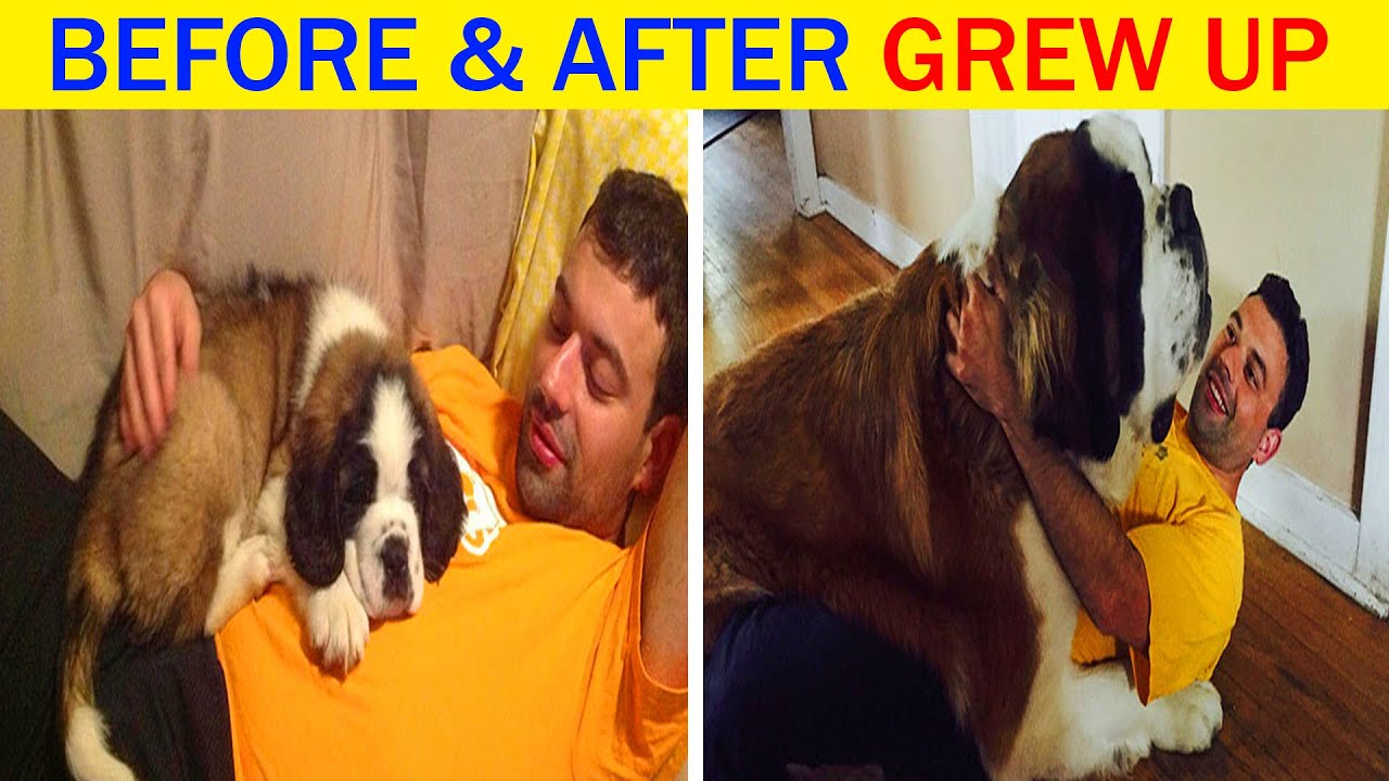 This Twitter Account Rates People’s Dogs And It’s Hilarious (50 New Pics )