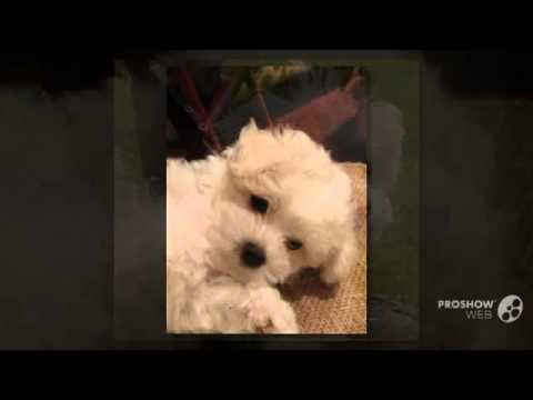 Cotonese Dog breed