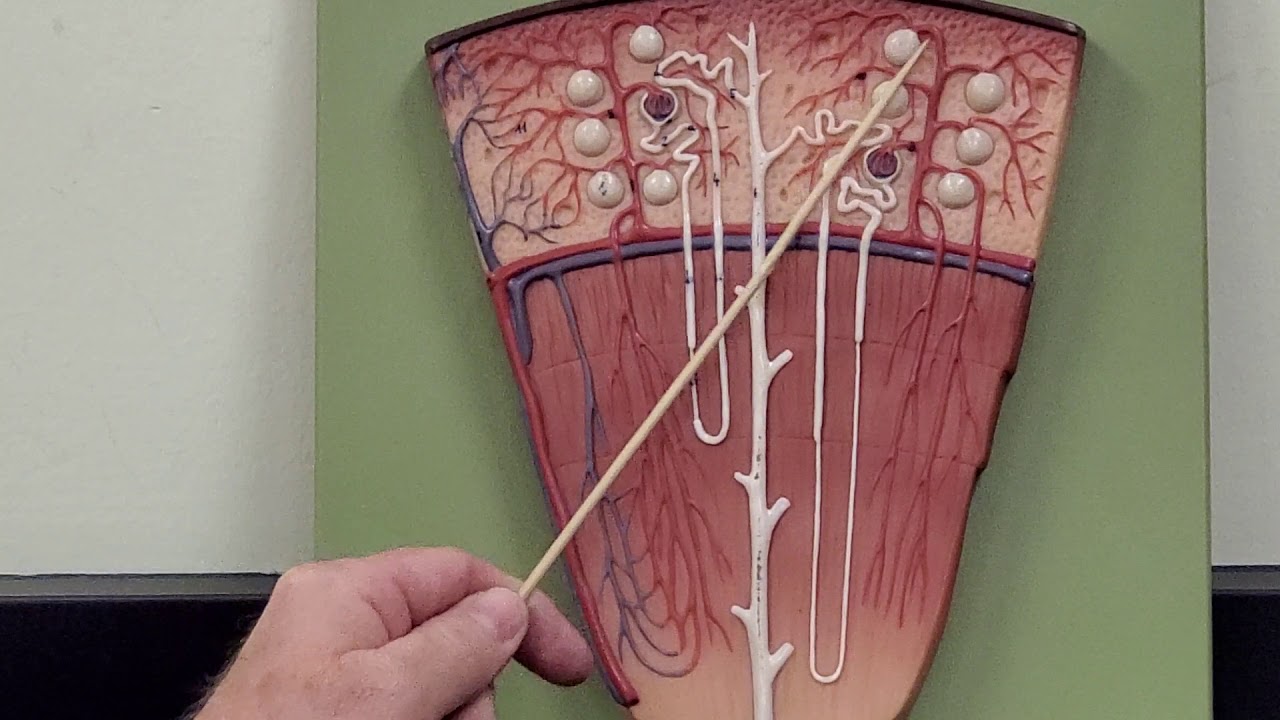 Professor Long 2402 Lab Nephron and Renal Corpuscle