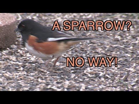 Eastern Towhee: NARRATED