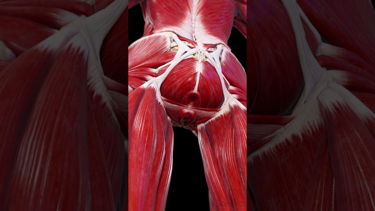 Female Pelvic Floor | 3D Anatomy Animation