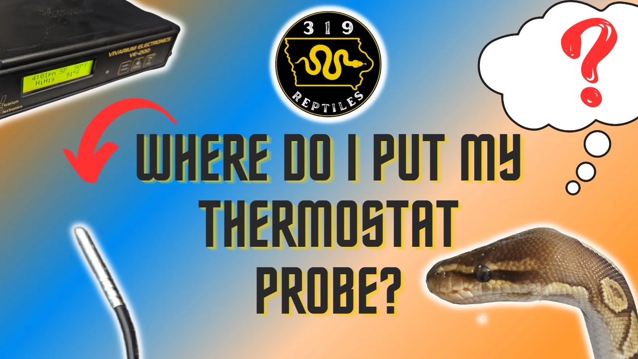 Ball Python Thermostat Setup #reptiles