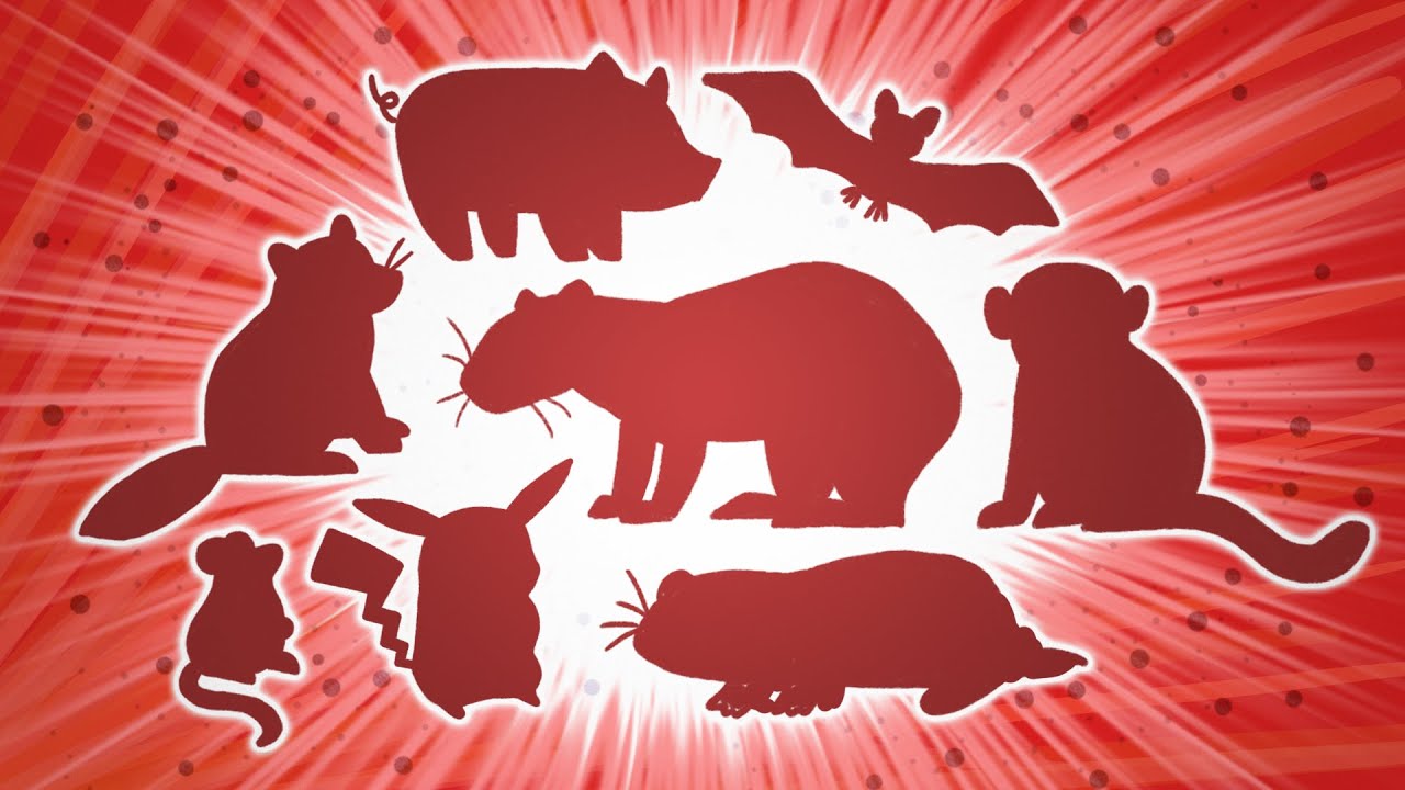 Where Will The Next Pandemic Come From?