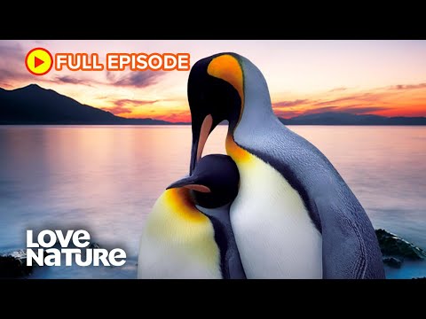 3 Animal Species with Extraordinary Bonds | Animal Empires Ep103
