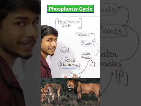 Phosphorus Cycle in 60 Seconds! What is Phosphorus Cycle #biology #shortsindia