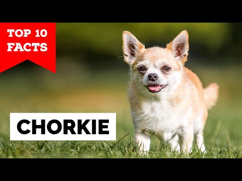 Chorkie - Top 10 Facts