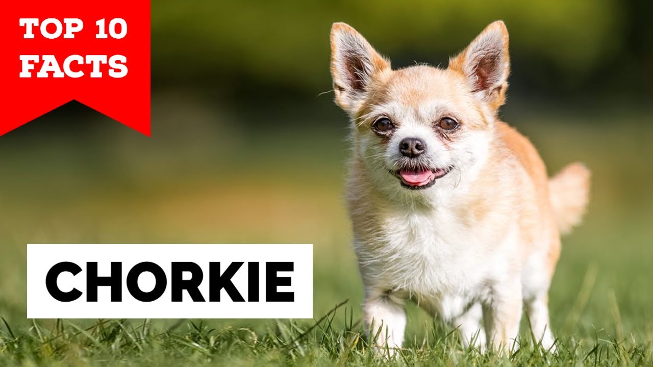 Chorkie - Top 10 Facts