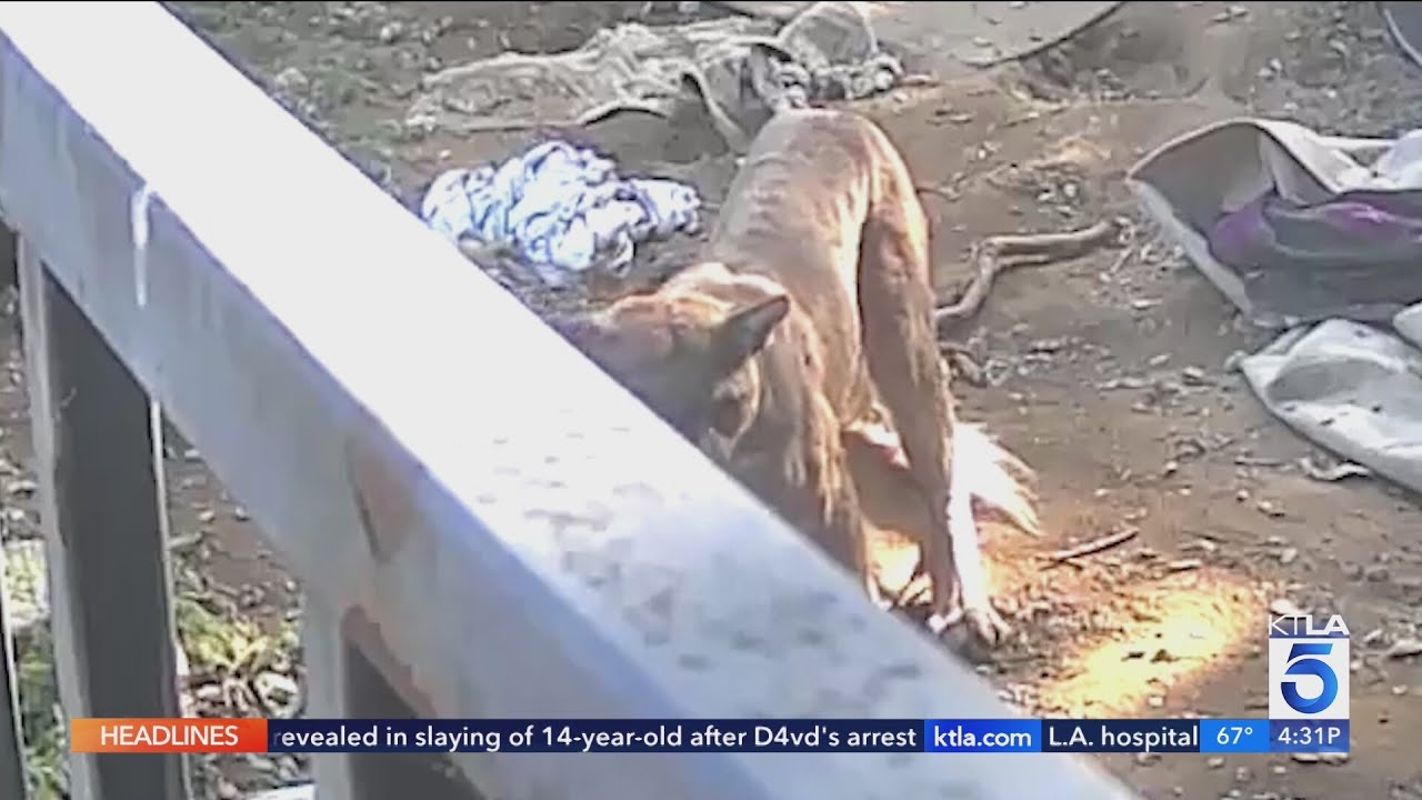 Mountain lion kills Yucaipa family's dogs in broad daylight