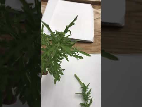 Western ragweed
