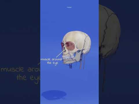 Fastest muscle is the orbicularis oculi muscle, a muscle around the eye - Human Body Tour - #anatomy