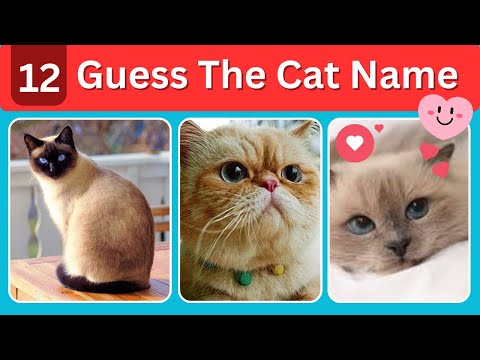 Guess the Cat Quiz : Guess Cat Breeds: Can You Identify the Types?