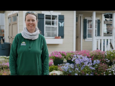 PETITTI Phlox Spotlight | How to Grow Creeping, Woodland, and Summer Phlox