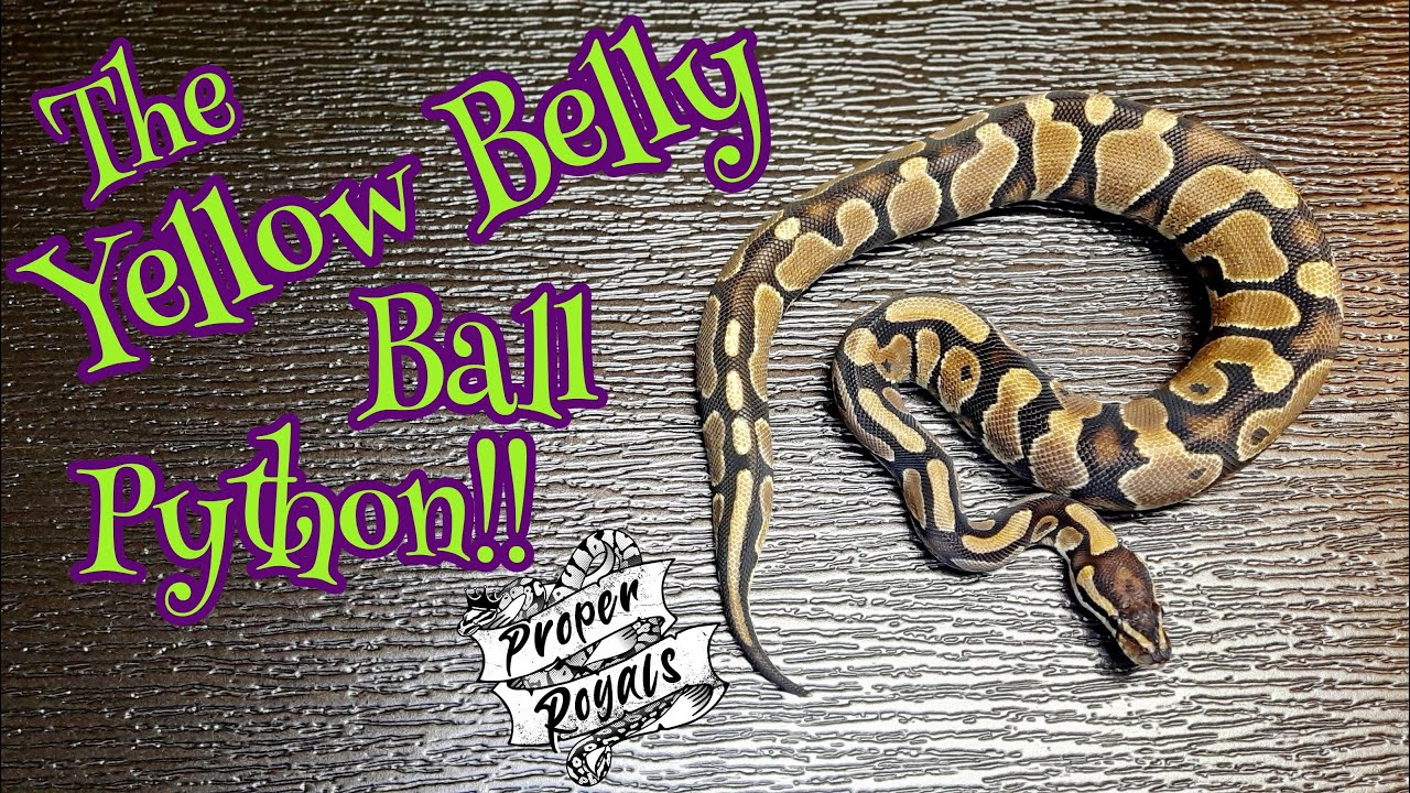 A Close Up look at The Yellow Belly Ball Python!