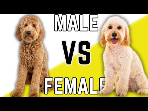 Male Goldendoodle VS Female Goldendoodle - What's The Difference?