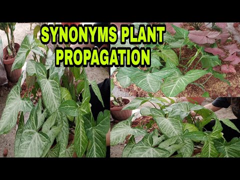 SYNONYM | SYNGONIUM PLANT | PROPAGATION ALING DURAY CHANNEL