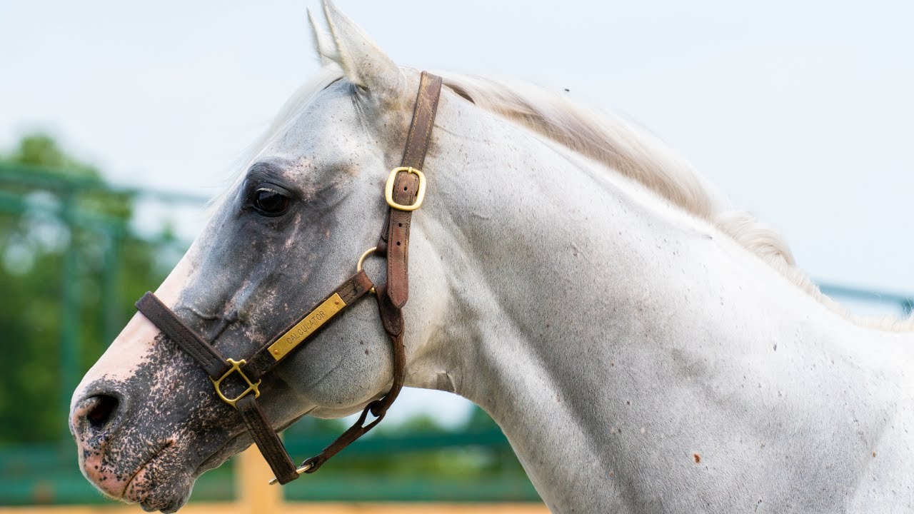 Calculator: The Resilience of a Racehorse