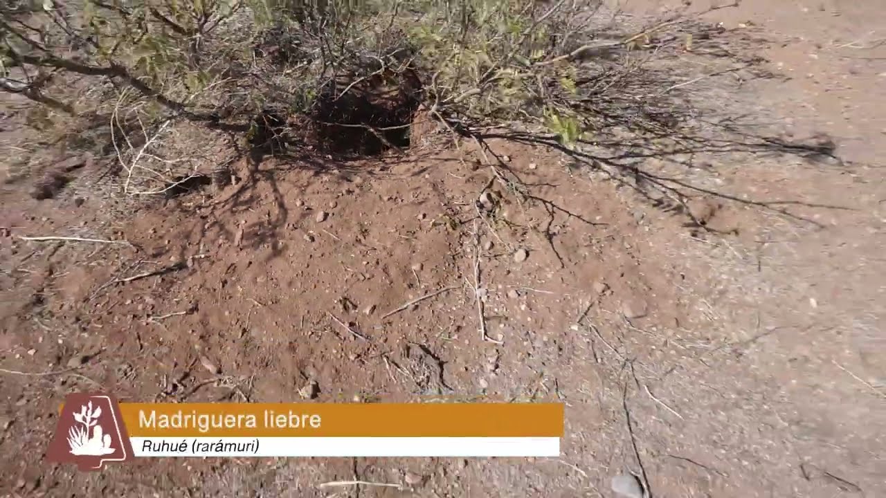 Explorando la fauna del Desierto Chihuahuense