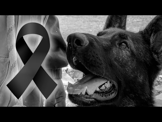 Así fue la vida de Proteo, el héroe; con este video lo despide la Sedena