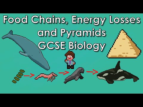 Food Chains and Webs, Energy Losses, Pyramids and Efficiency - WJEC Biology - (GCSE REVISION)