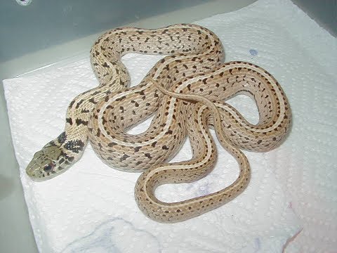 Scott Felzer's Garter Snakes - Episode 5; Wandering, Checkered, Northwestern & Water Snake Morphs