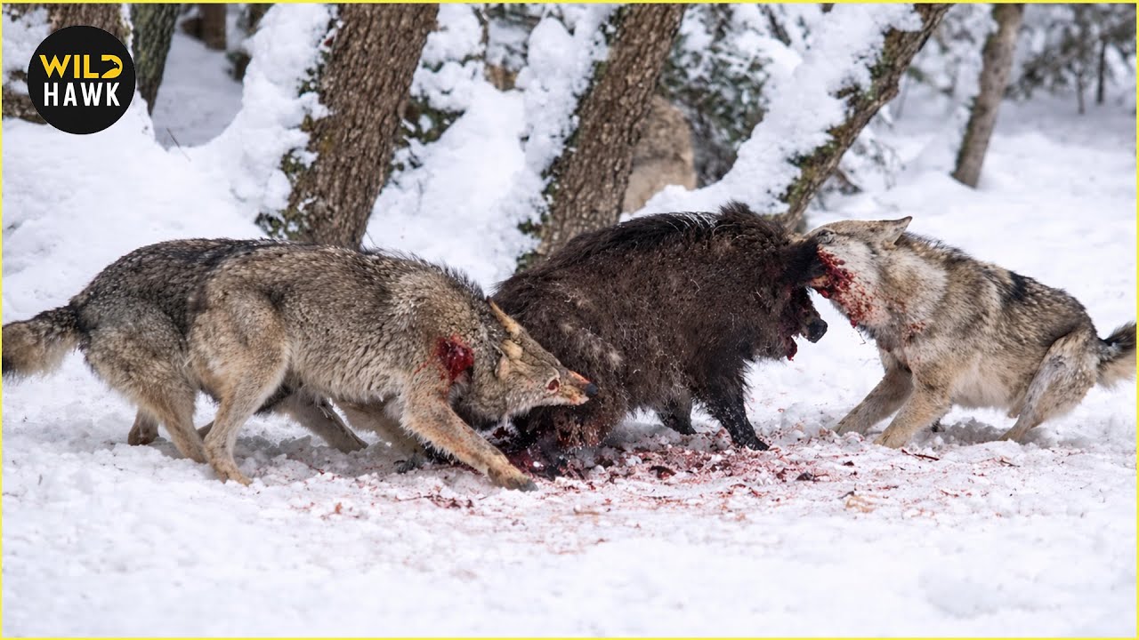 Most Ruthless WOLF Attacks on Earth Ever Caught on Camera! | Animal Fighting