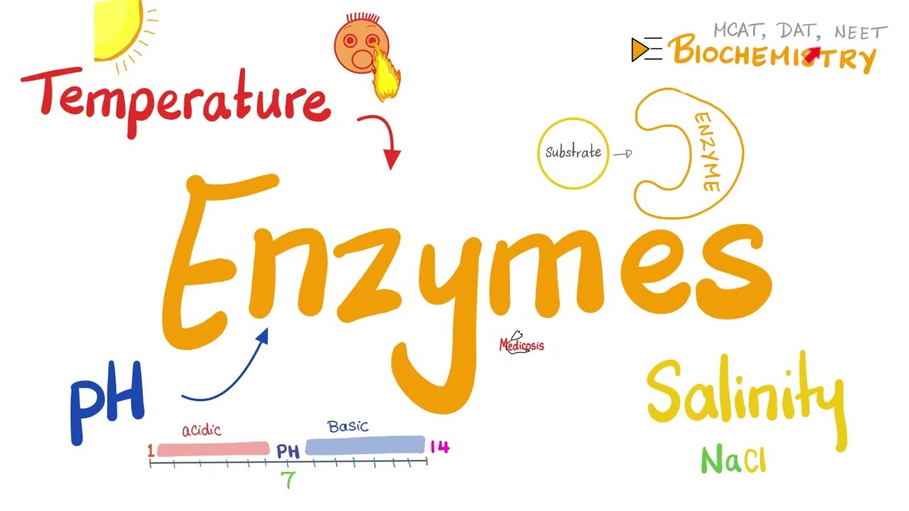 Enzyme Activity & the effect of Temperature, pH, and Salinity | Biochemistry