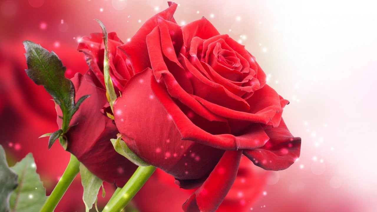 A  Amazing Red Rose Wallpapers