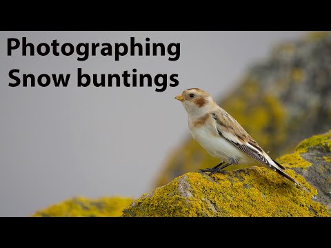 Snow buntings with the OM1 and the 150-400mm lens