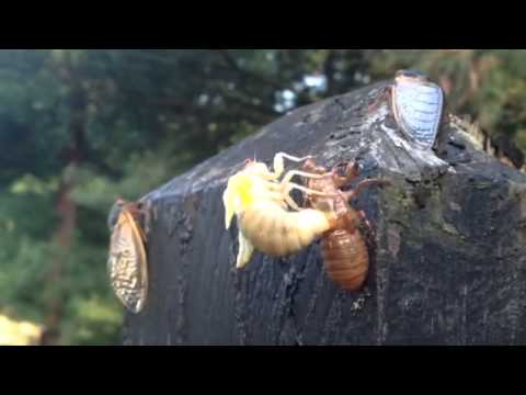 The Brood II Emergence Has Begun - Cicada Mania