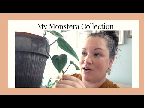 4 Types of Monstera Plants I Own | Monstera Collection