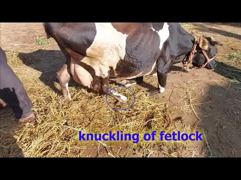 how vet treated and saved hard delivary sciatic nerve damage of cow/calving nerve paralysis