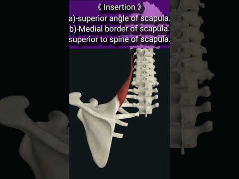 《levator scapulae muscle》Origin,insertion,innervation,arterial supply & 3D Action.