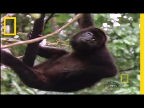 Mono Congo Puentes – Monkey Bridges | ABC Costa Rica Blog