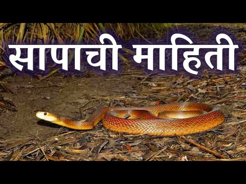 साप माहिती | snake information in marathi