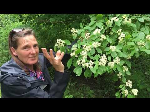 Cornus alternifolia: an unusual (Pagoda) dogwood tree