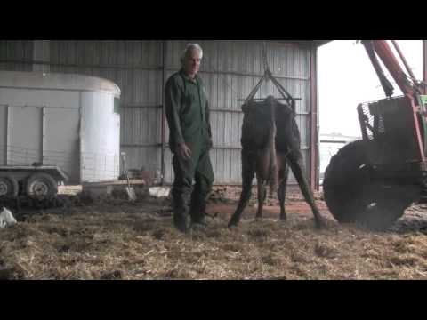 Lifting the Down Cow | Down Cows Tutorial | Dairy Animal Health