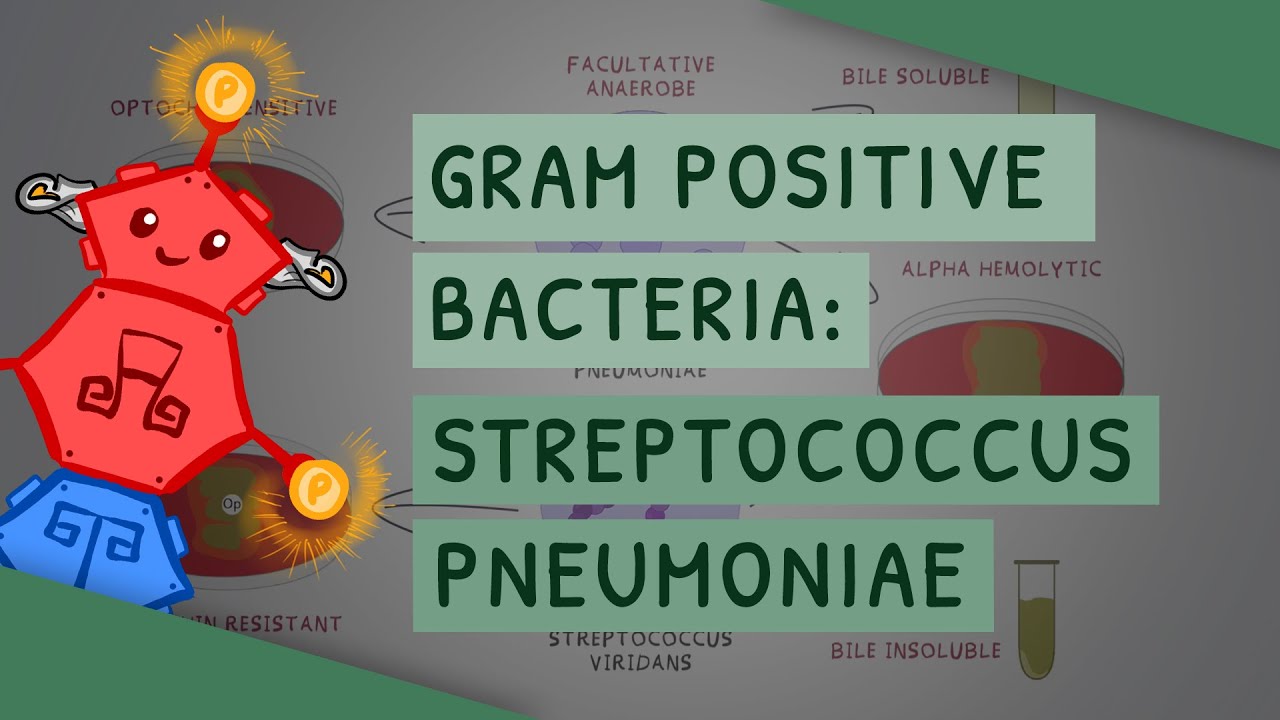Gram Positive Bacteria: Streptococcus pneumoniae