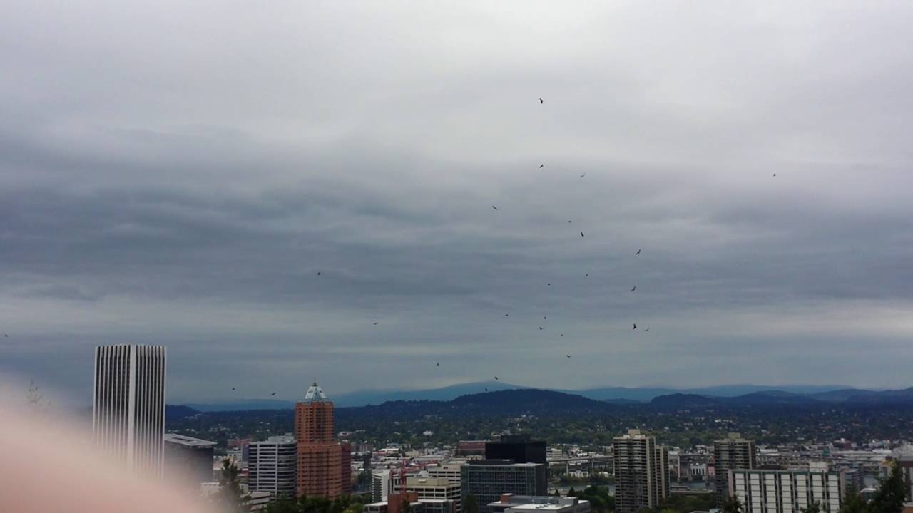 Hawk migration fall 2016 portland or