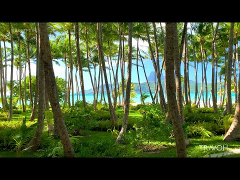 Tropical Breezy Afternoon | Palm Trees | Motu Tane Island | Bora Bora, French Polynesia | 4K Travel