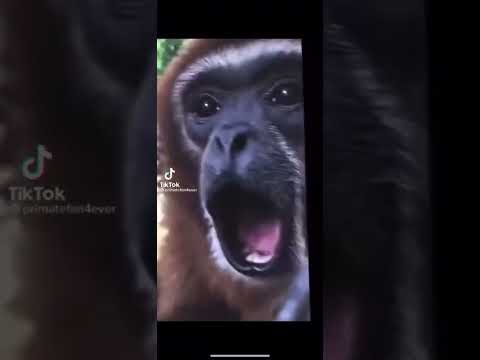Steam Community :: Video :: monke spin