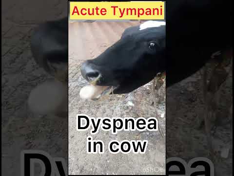 Difficulty in respiration l Anorexia l Acute Tympani l Dr Umar Khan