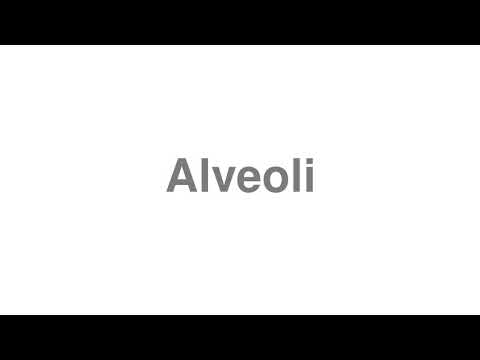 How to Pronounce "Alveoli"
