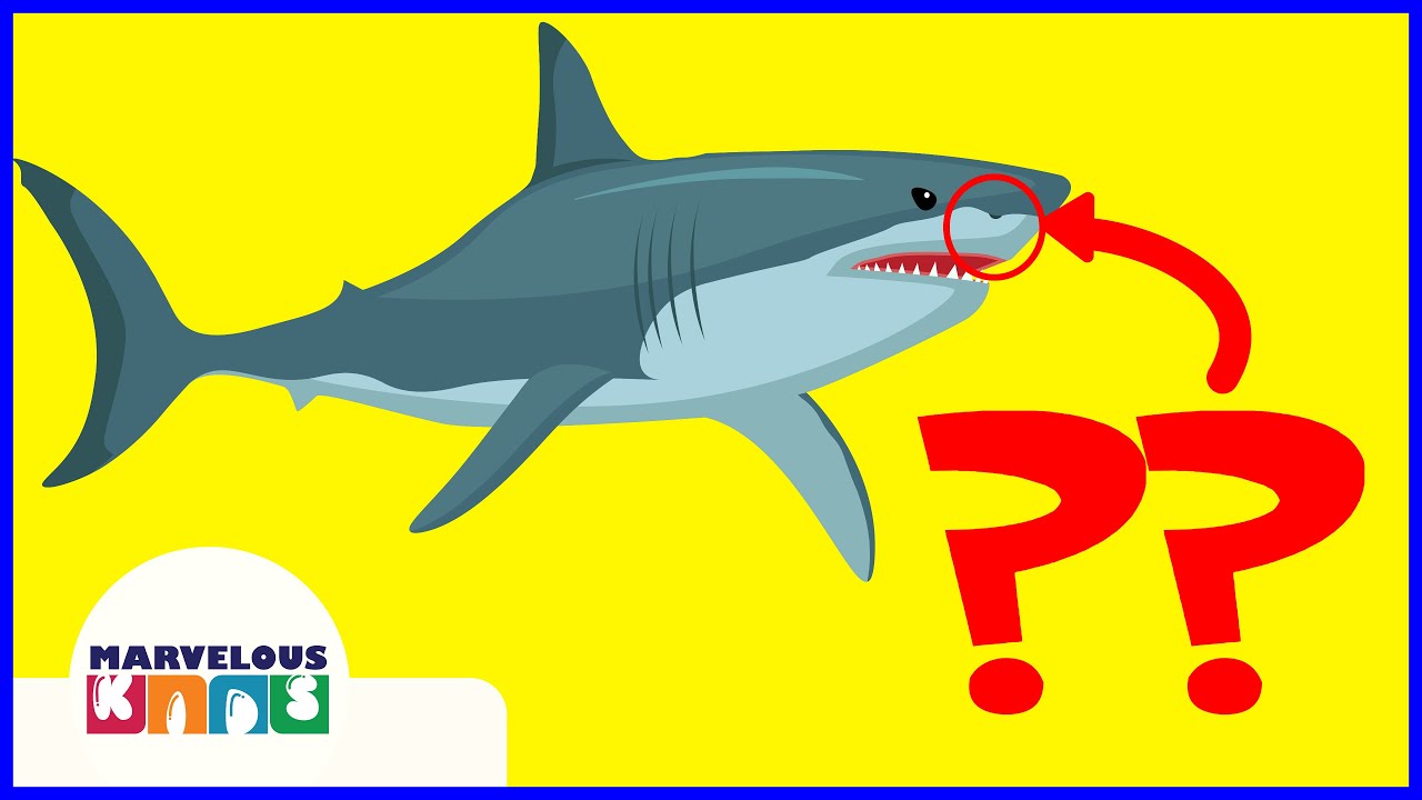 Shark - parts of the body - English educational video | Marvelous KIDS