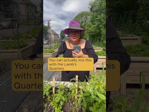 Identifying Amaranth #edibleweeds #gardening #indigenousfood