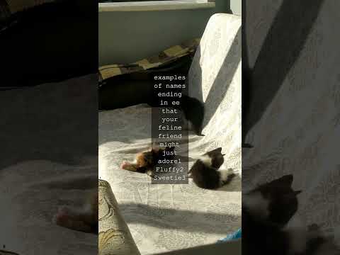 The Purrfect Name How Cats Respond to Names Ending in EeAs any cat lover knows naming...