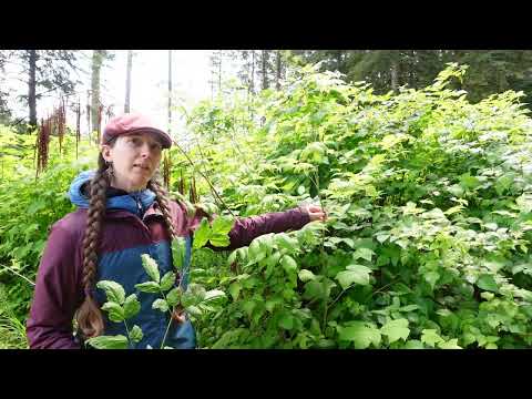 Let's ID: goatsbeard (Aruncus dioicus)