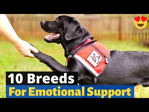 The 10 Best Dog Breeds for Emotional Support
